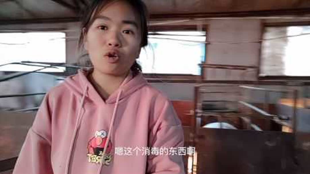 养猪,国家免费发放疫苗,免费发放消毒用品,这些你了解了吗?