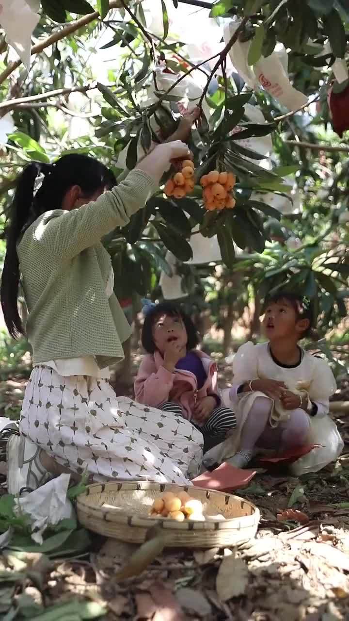 美味枇杷干#美食