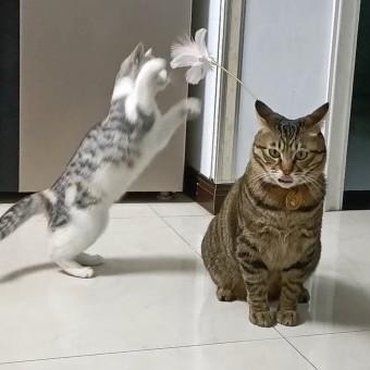 姑姑养的小龙猫 