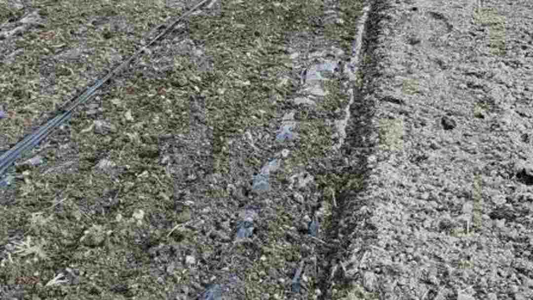 水稻种植新技术水稻旱种水管,让水稻种植更轻松。