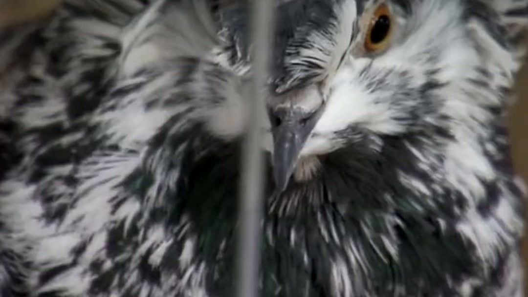 鸽子真的可以千里传书吗?