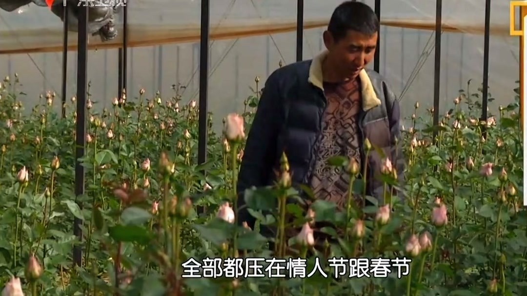 花农的种植计划本是上市的三分之一,但气温太差前期损耗了太多