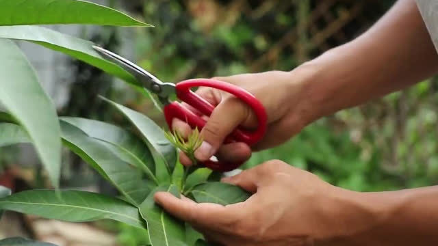 学了一招盆栽芒果树技术,1年育苗2年嫁接3年.