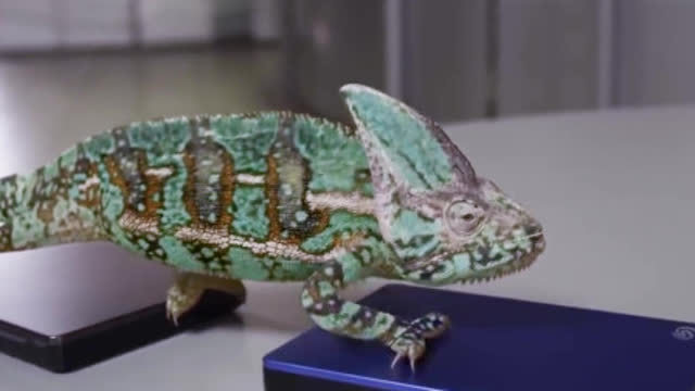 同样都是变色龙,怎么变换的颜色这么不一样,下一秒令人意想不到