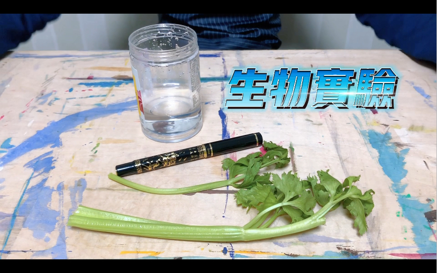 【生物实验】芹菜染色的步骤讲解