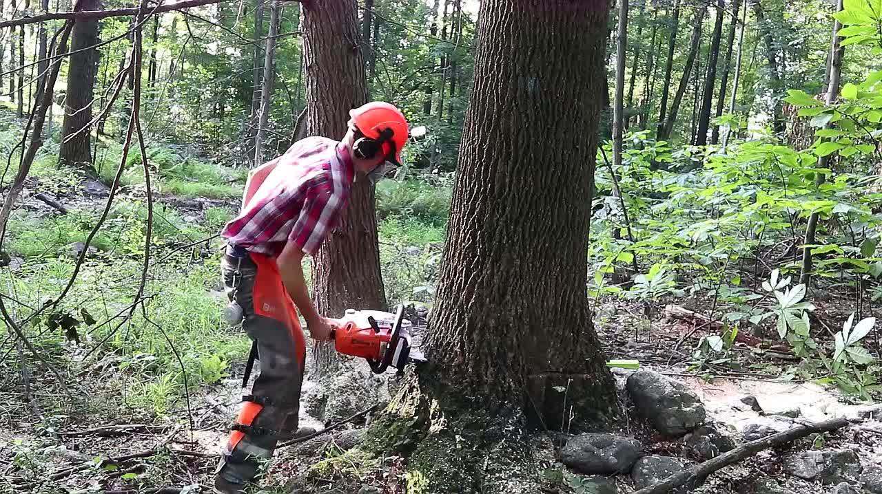 巧妙的砍树方法,省力又高效,让人看了不得不服