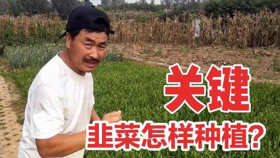 韭菜怎么种植长得好?农村大叔亲身经历告诉您,关键是少走弯路