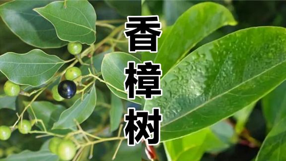 《香樟树》背后的财富,一年就能看到收益。看看有哪些作用