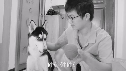 哈士奇把玩物球塞进厕所下水道,铲屎官已先疯