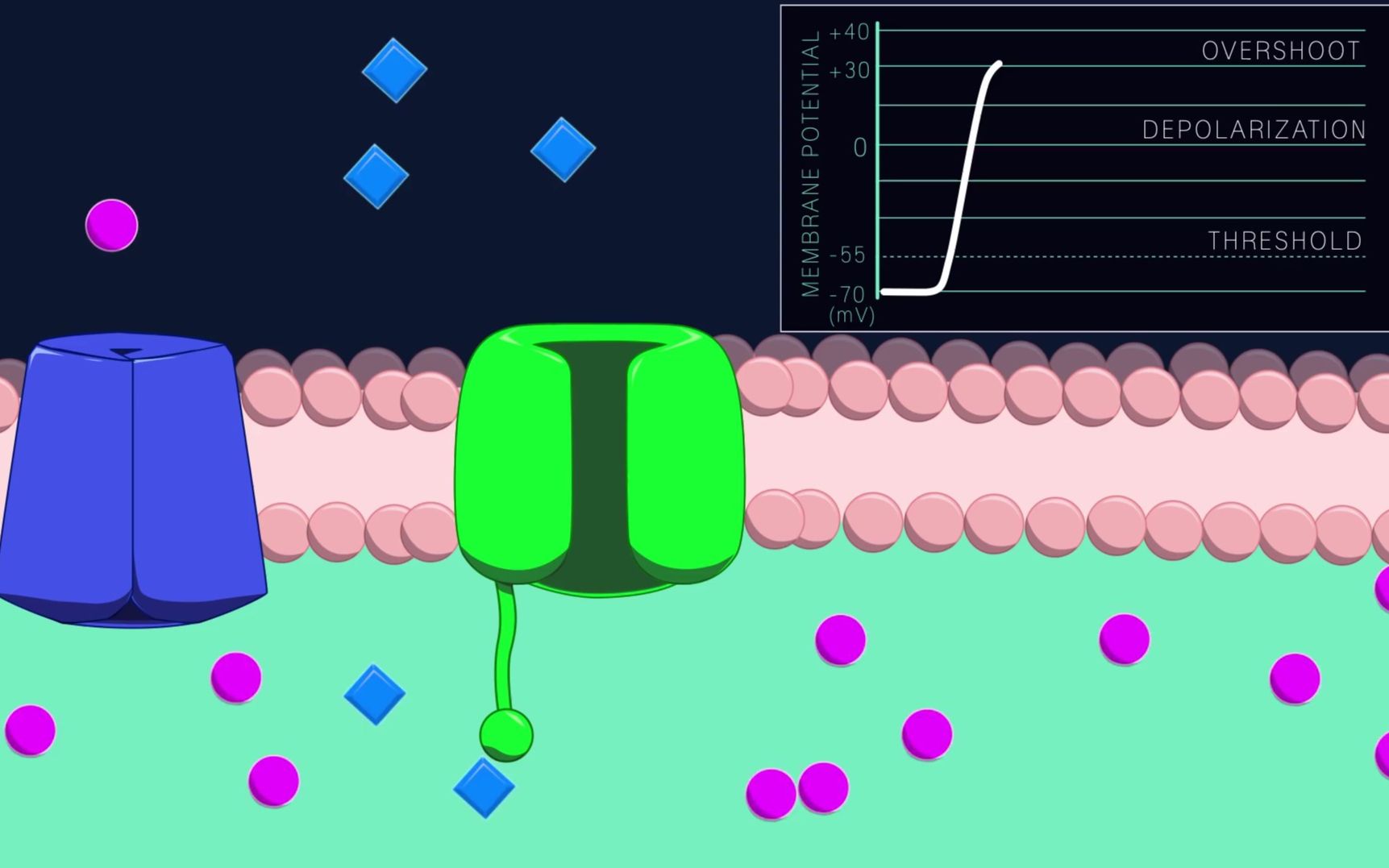 Action potential in the neuron animation 神经元的动作电位 | 动画演示