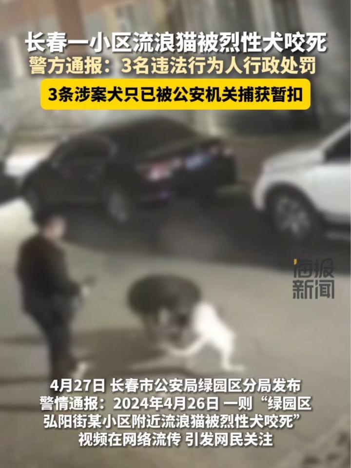长春一小区流浪猫被烈性犬咬死 警方通报:3名涉案人员被抓获归案,3条...