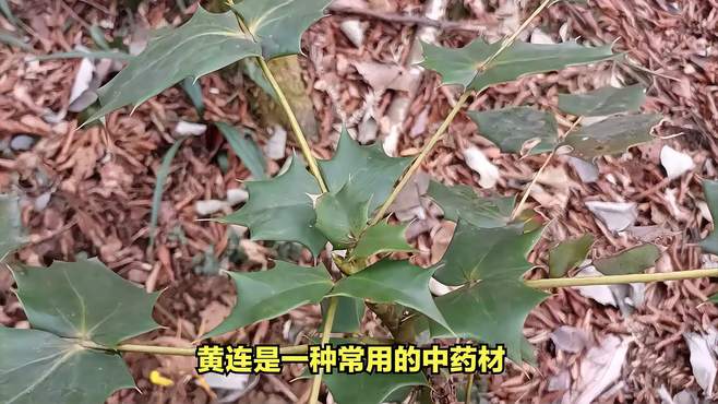 黄连的作用和功效