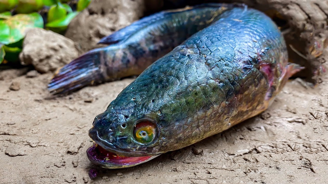趣味定格生活,鲶鱼用鸡蛋设陷捕鱼成功,不寻常的烹饪定格动画!