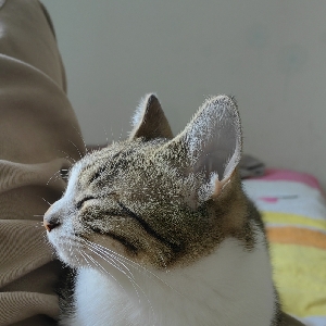 阿烨念烨不念华 