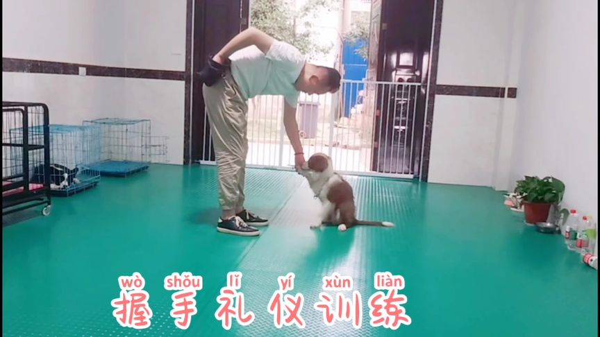 小边牧犬“bucky同学”坐定等待训练,握手礼仪训练,趴下训练!