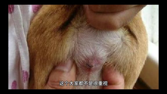 如何给狗狗洗澡#宠物生活 #狗狗 #铲屎官的乐趣 #家有萌宠 #狗狗