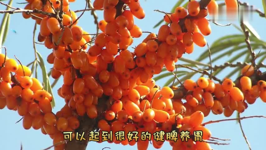 鲜为人知的沙棘,常吃收获8种好处,但也要注意用量