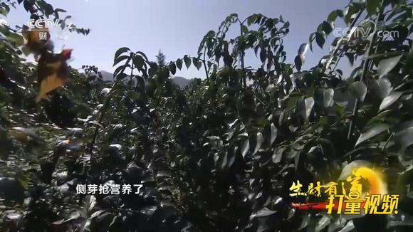一个小小的种植技术,能使钩藤增产十倍,是咋做到的?丨生财有道