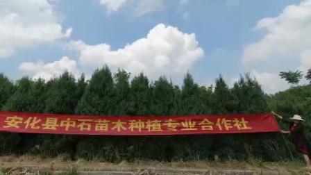 安化县中石苗木种植专业合作社宣传片