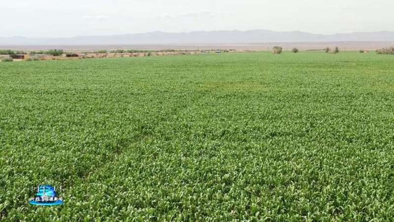 阿右旗加快推进高标准农田建设项目