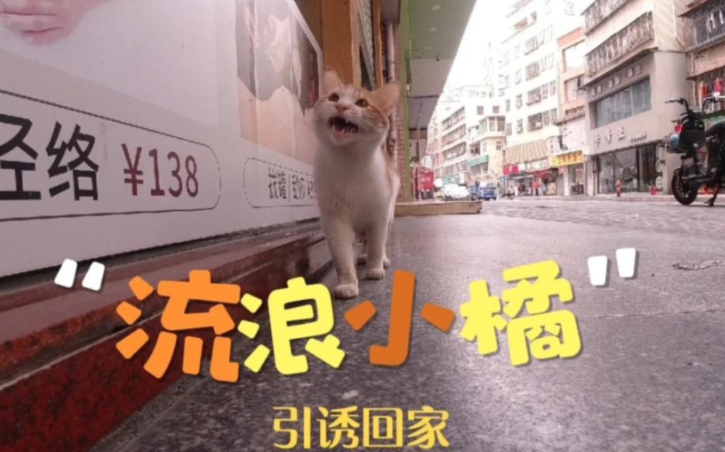 如果才能成功把流浪猫带回家?up主教你