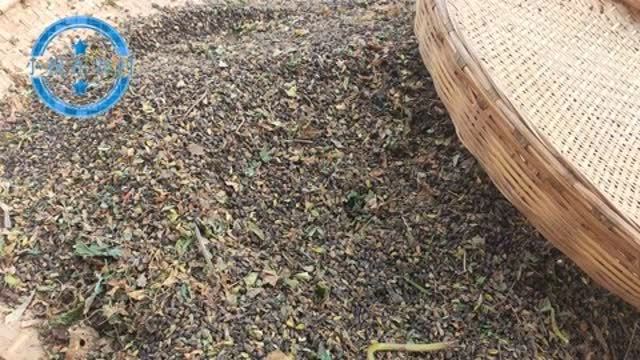 傍晚老奶奶清理苦荞麦,老手艺就是厉害,比机器清理干净多了