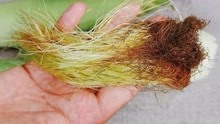 玉米须别再扔掉了,用水煮一煮,作用别提多厉害,不学亏大了!