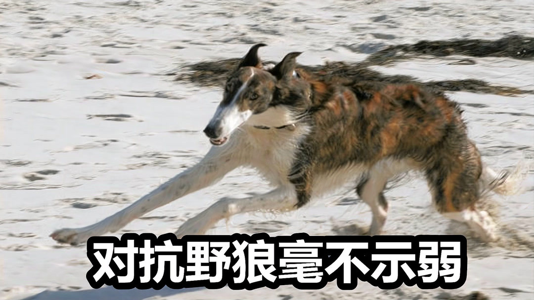 猛犬中的贵族苏俄猎狼犬，一只便可单挑狼，三只可猎熊
