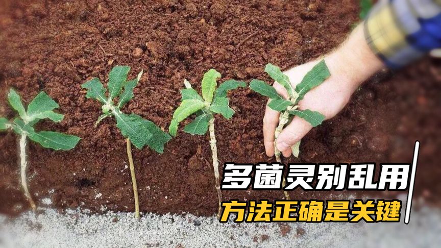 多菌灵作用全面,掌握正确的使用方法是关键,否则用再多都是浪费