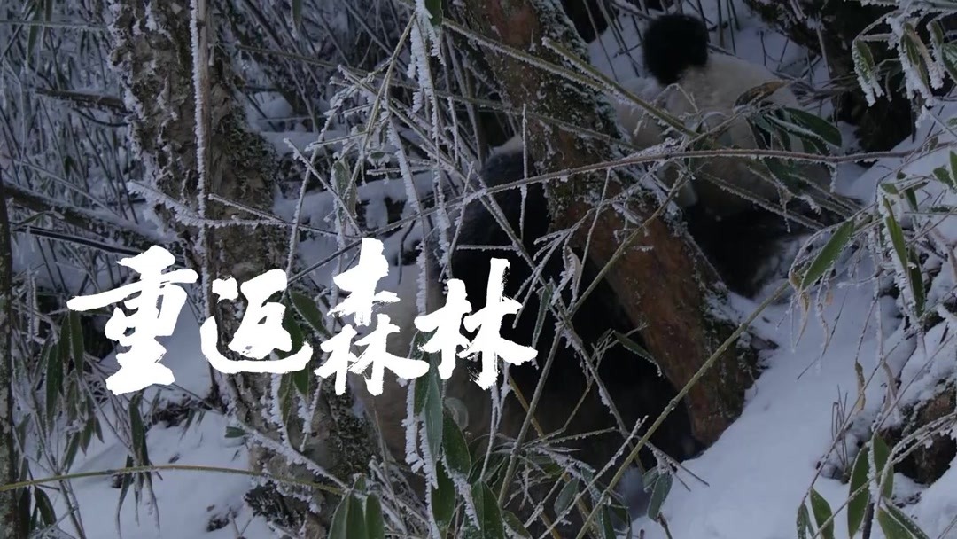 《重返森林》宣传片