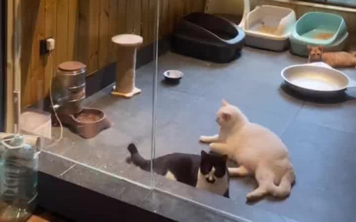 幸福感十足的猫房设计  猫奴必收