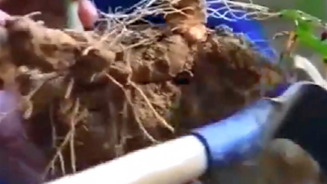 黄精是一种药用植物,结节膨大,具有润肺生津的作用