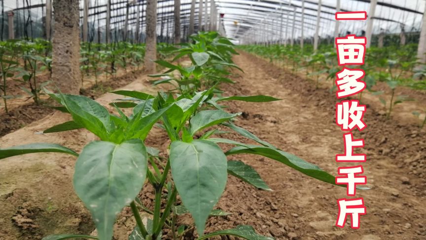 种植辣椒技术,这样管理一亩多产上千斤,打叉吊枝很重要