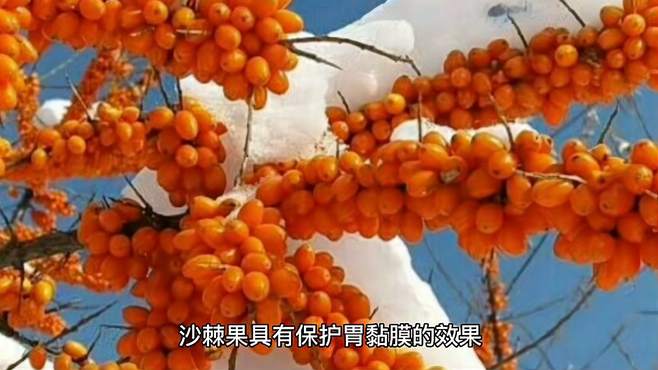 沙棘果的功效与作用 沙棘果的食用方法有哪些