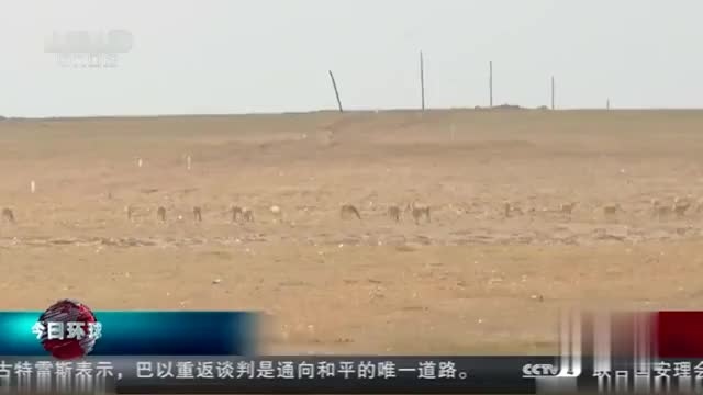 青海:藏羚羊迁徙腹地产仔 沿途加强管护
