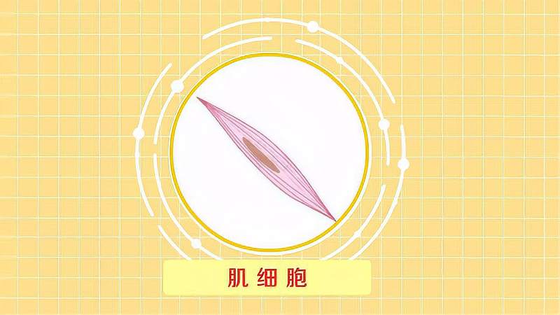 肌细胞:动物体内能动的、收缩性的细胞的总称