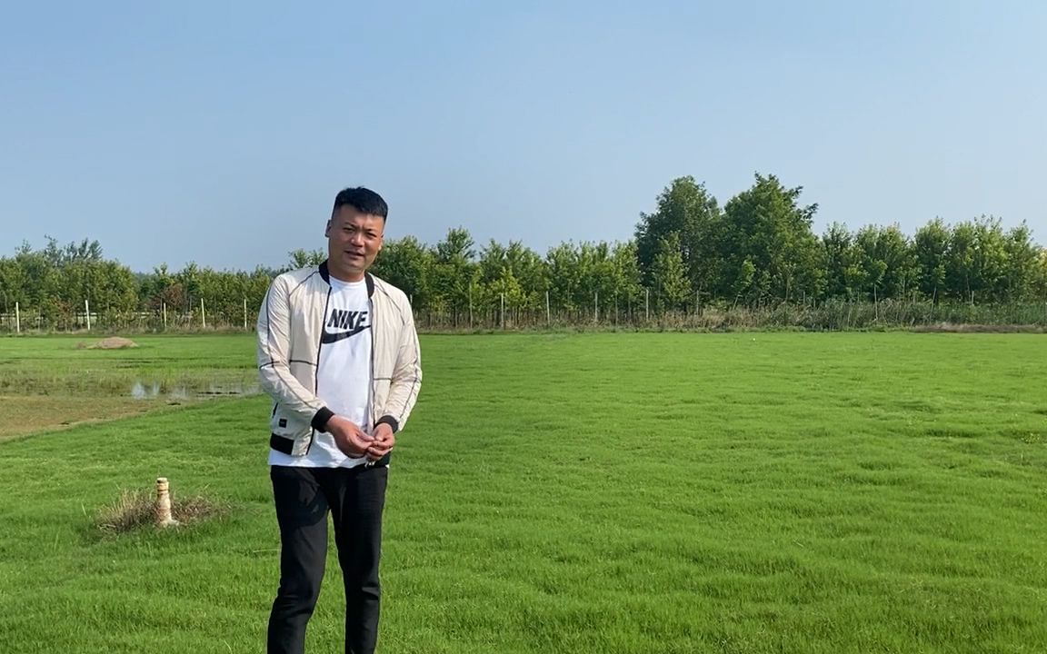 百慕大草坪 暖季型耐高温的真草坪 园林绿化植物草皮 280天常绿期 耐...