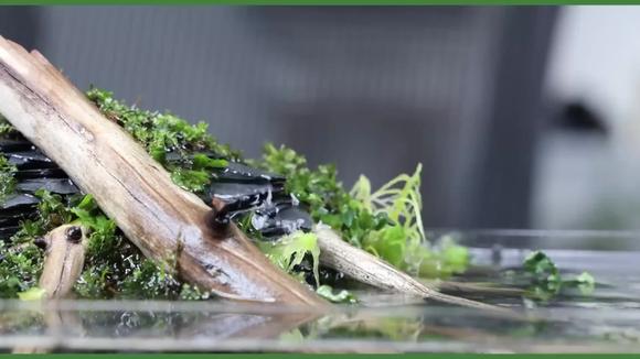 迷你水陆缸造景 #水族 #水陆缸 #手工diy #造景 #小清新