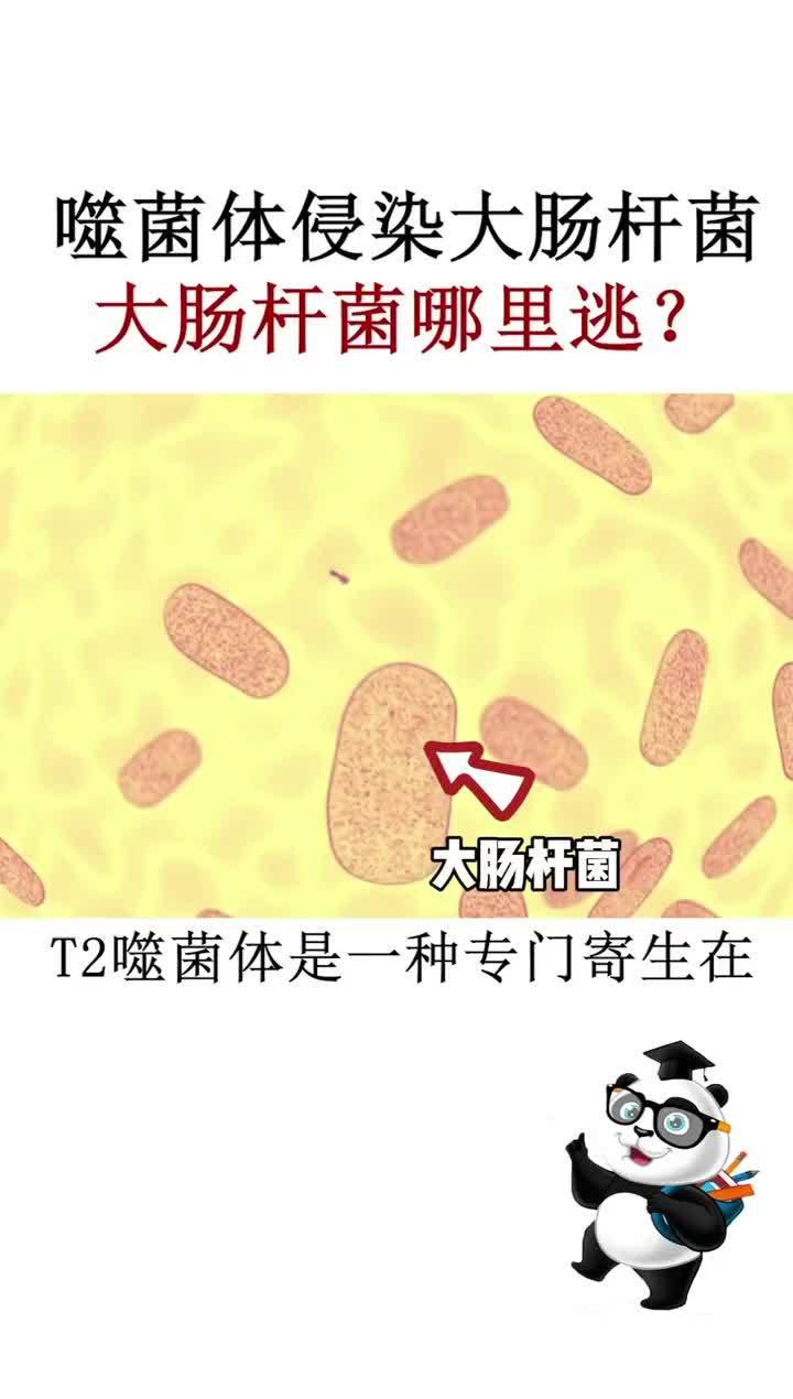 噬菌体侵染大肠杆菌之后逃到哪里了