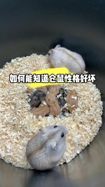 就算长的一模一样,性格也不一样