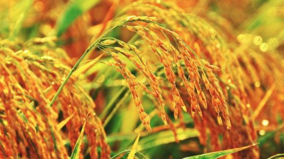 中国人想沙漠种水稻,一番努力,于是有了170万平方公里的奇迹