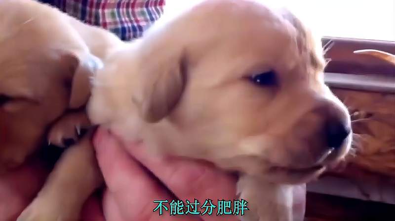 世界十大最聪明的狗狗:第七名、拉布拉多犬