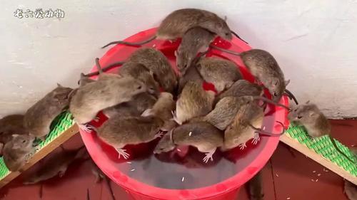 小伙自控捕鼠神器,要的便是一锅端