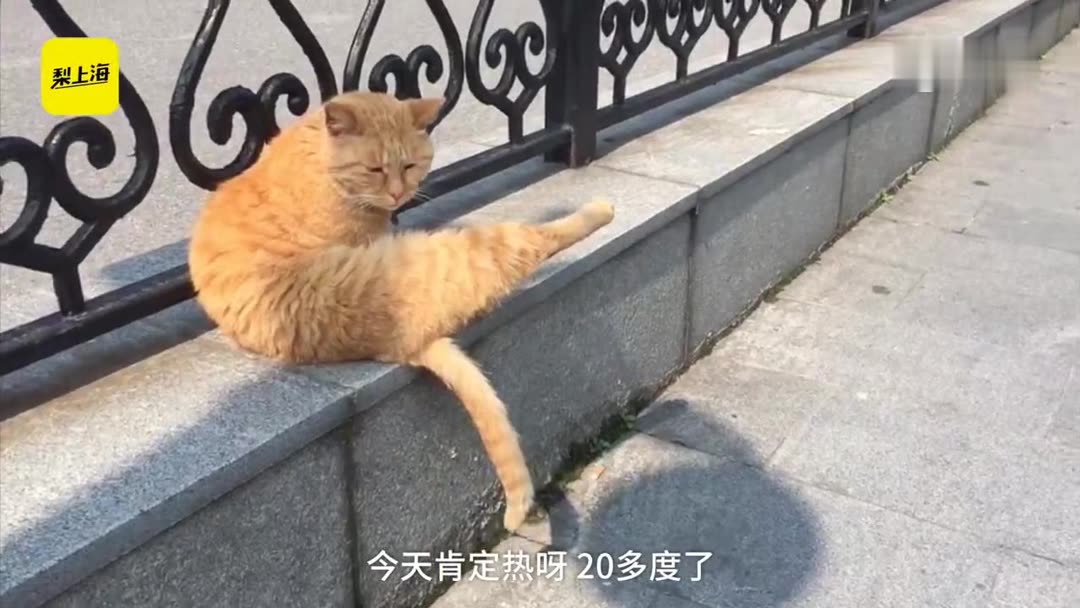 一夜"入夏"!上海25℃行人开启乱穿衣模式