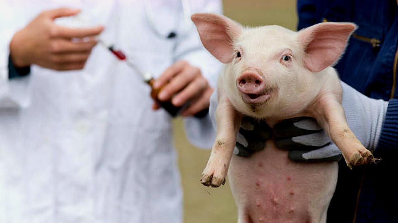 为什么器官移植要找猪,而不用黑猩猩?看完细思恐极