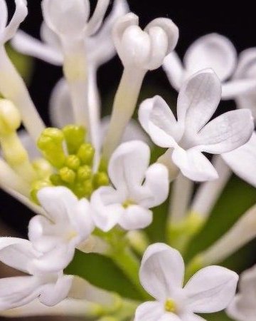 【100秒延时识遍27种花[微风]】据人民日报,桃花、玛格丽特、李花、...