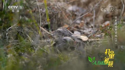 为了保护一种鸟,大师做出的定夺竟是砍树,咋回事?人与自然