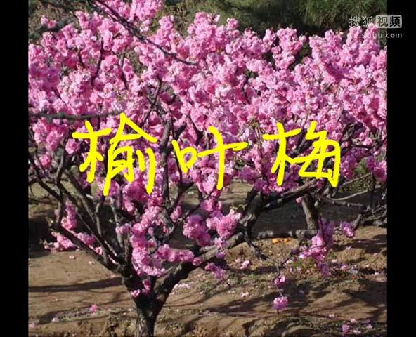 榆叶梅河北定州花卉苗木场供应榆叶梅、绿化苗木花卉价格、苗木视频...