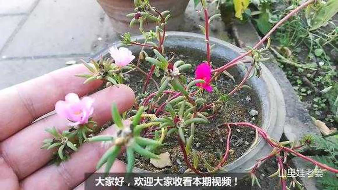 太阳花,只在有阳光时候才盛开的花,你知道它具有的药用价值吗?