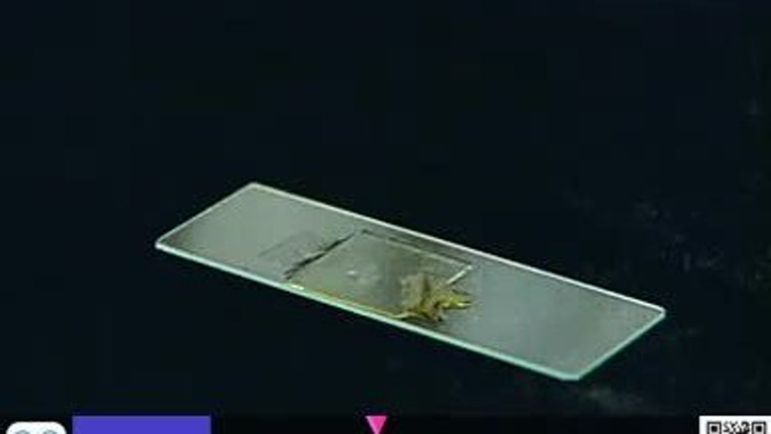 苏教版七上生物实验04洋葱鳞片表止皮细胞